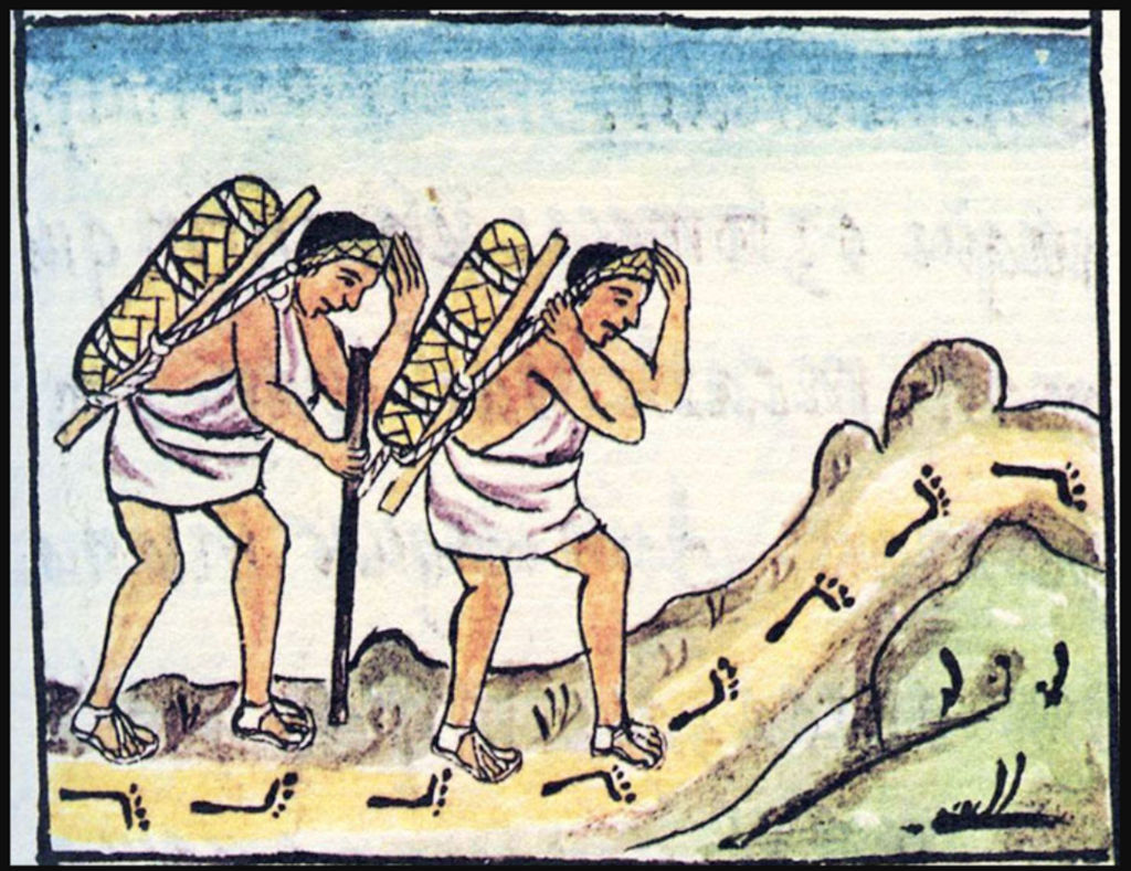 Conserving the American Tropics: Exploring the Cropscape of the Ancient ...